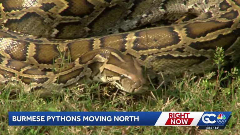 Burmese pythons expand their reach along Florida's Gulf Coast
