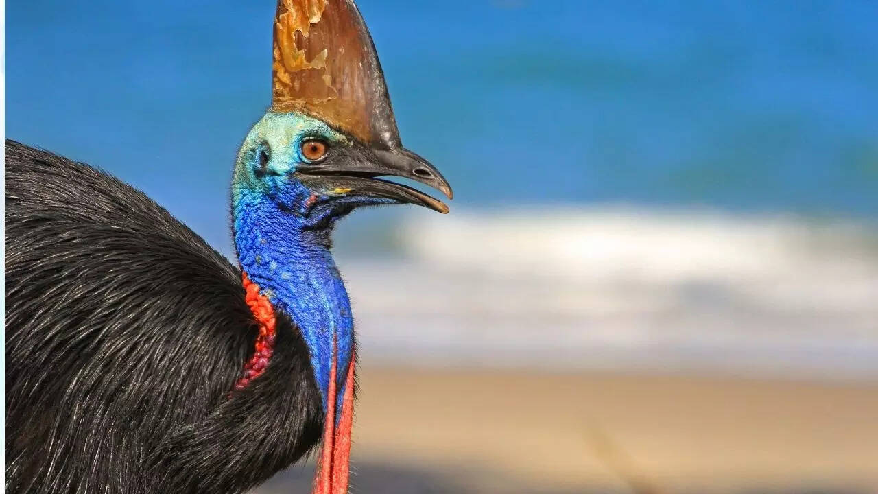 5 lethal killer animals that are an example of predators behind beauty