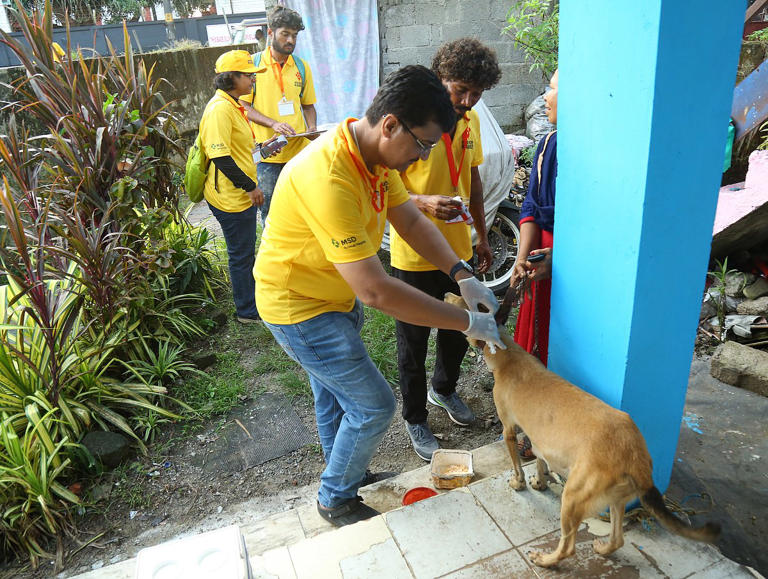 Vets, vax & woofs: Kochi's stray dogs get anti-rabies shots