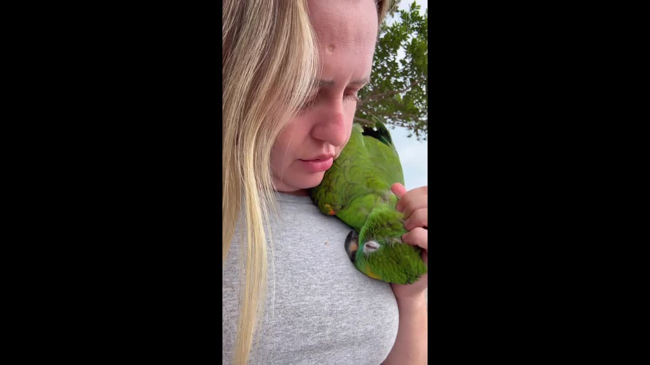 Affectionate parrot cuddles with owner in Colorado do Oeste, Brazil