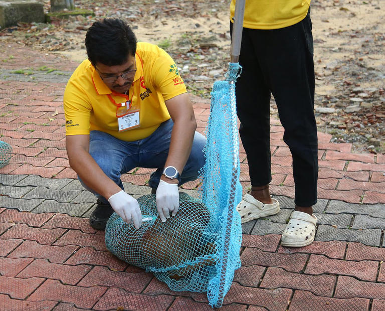 Vets, vax & woofs: Kochi's stray dogs get anti-rabies shots