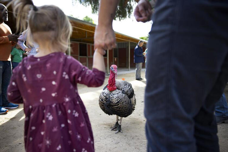 Photos: Where the Thanksgiving turkeys are in charge