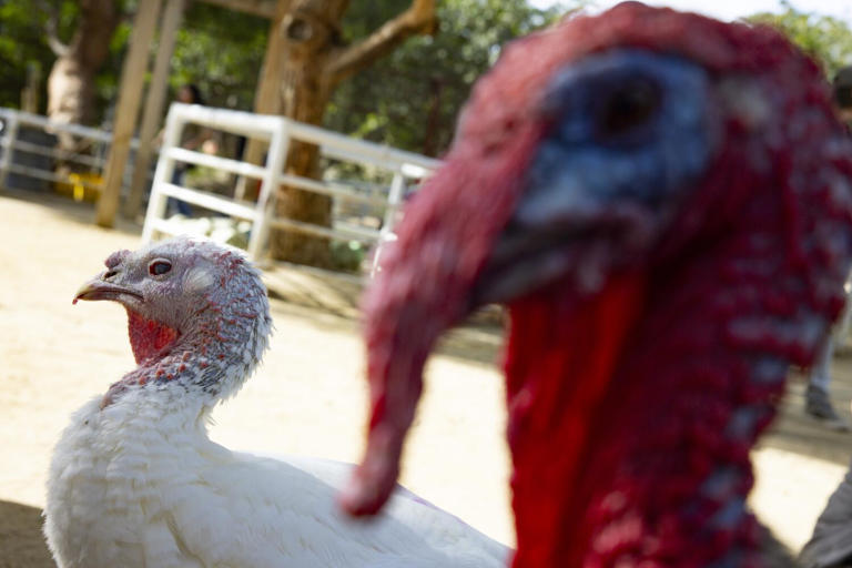 Photos: Where the Thanksgiving turkeys are in charge