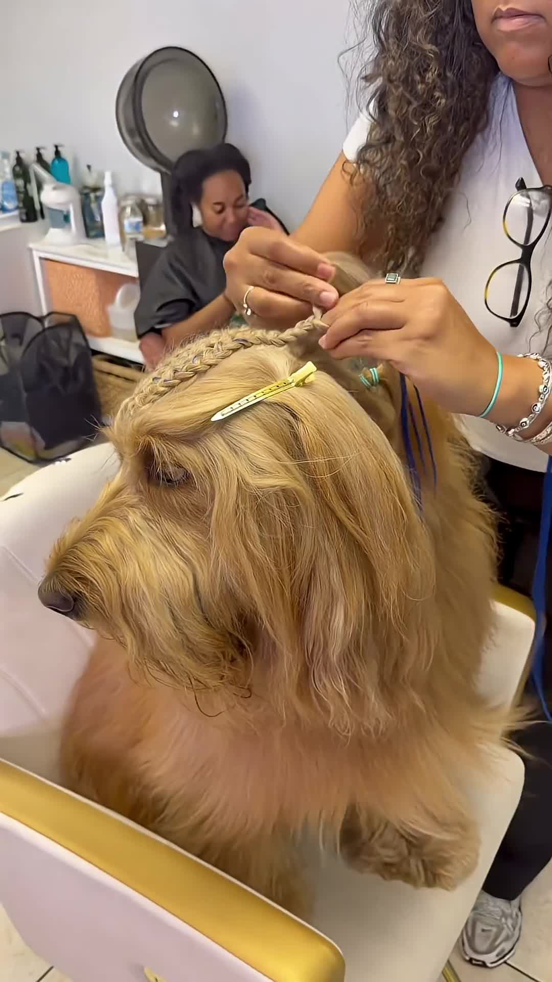 Getting my dog cornrows! #doggroomingtips #goldendoodle #braids