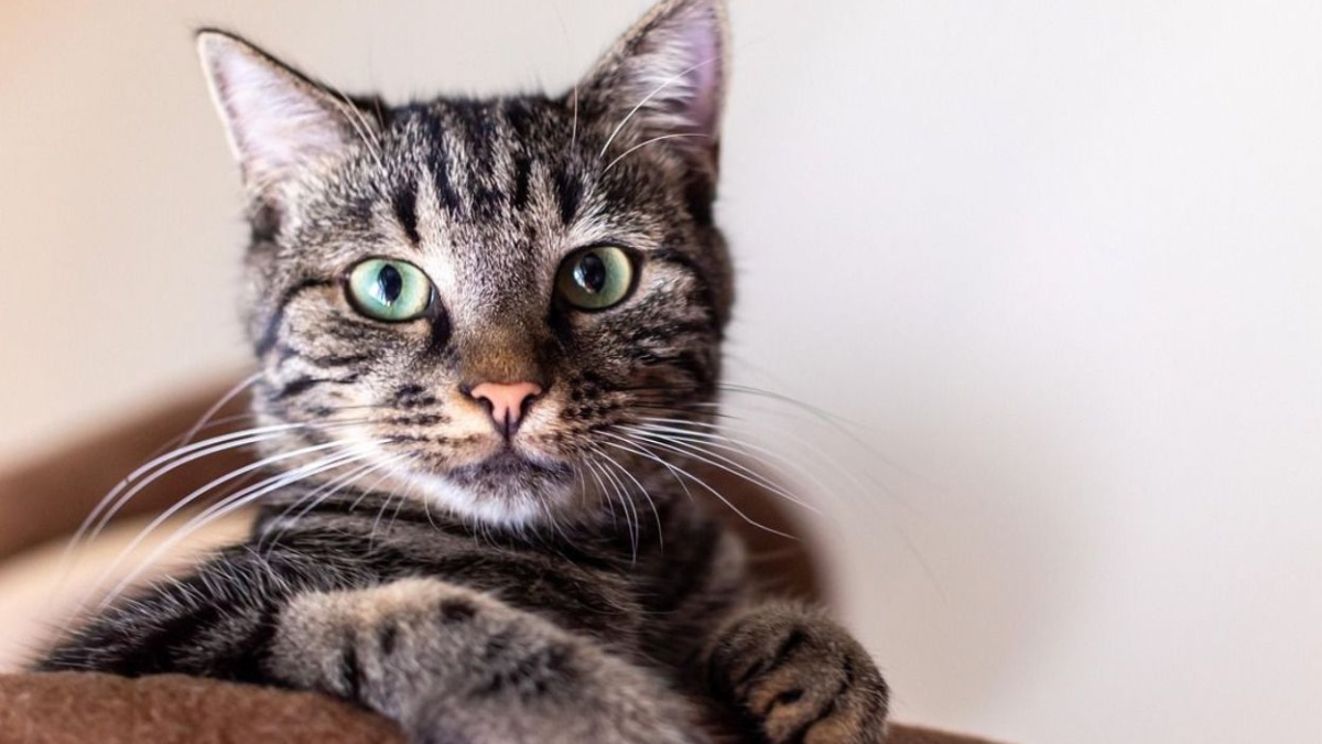 10 everyday foods people often give their cats but can actually harm them
