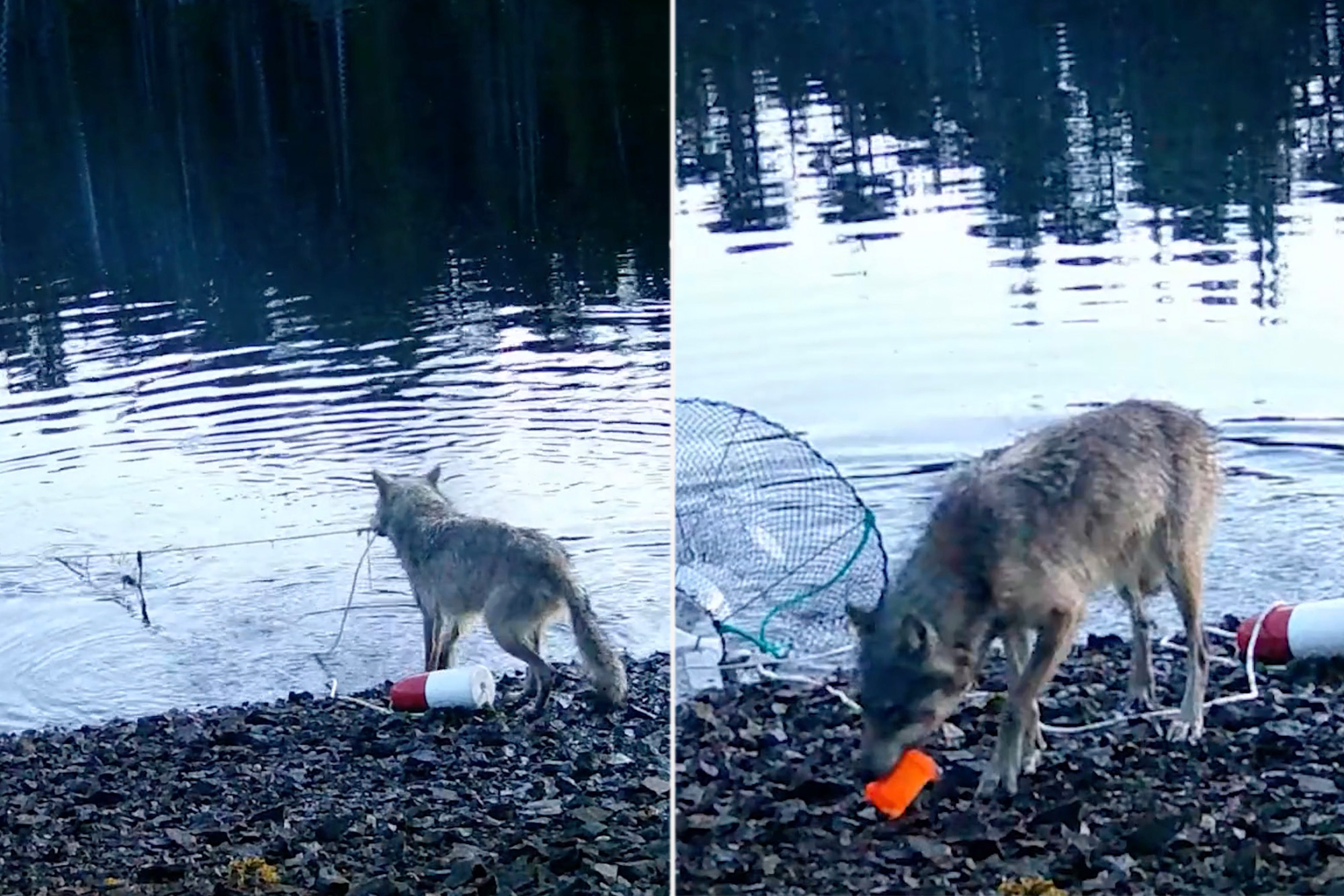 Wolf filmed using tools ‘exactly the way humans do it’ in possible ...