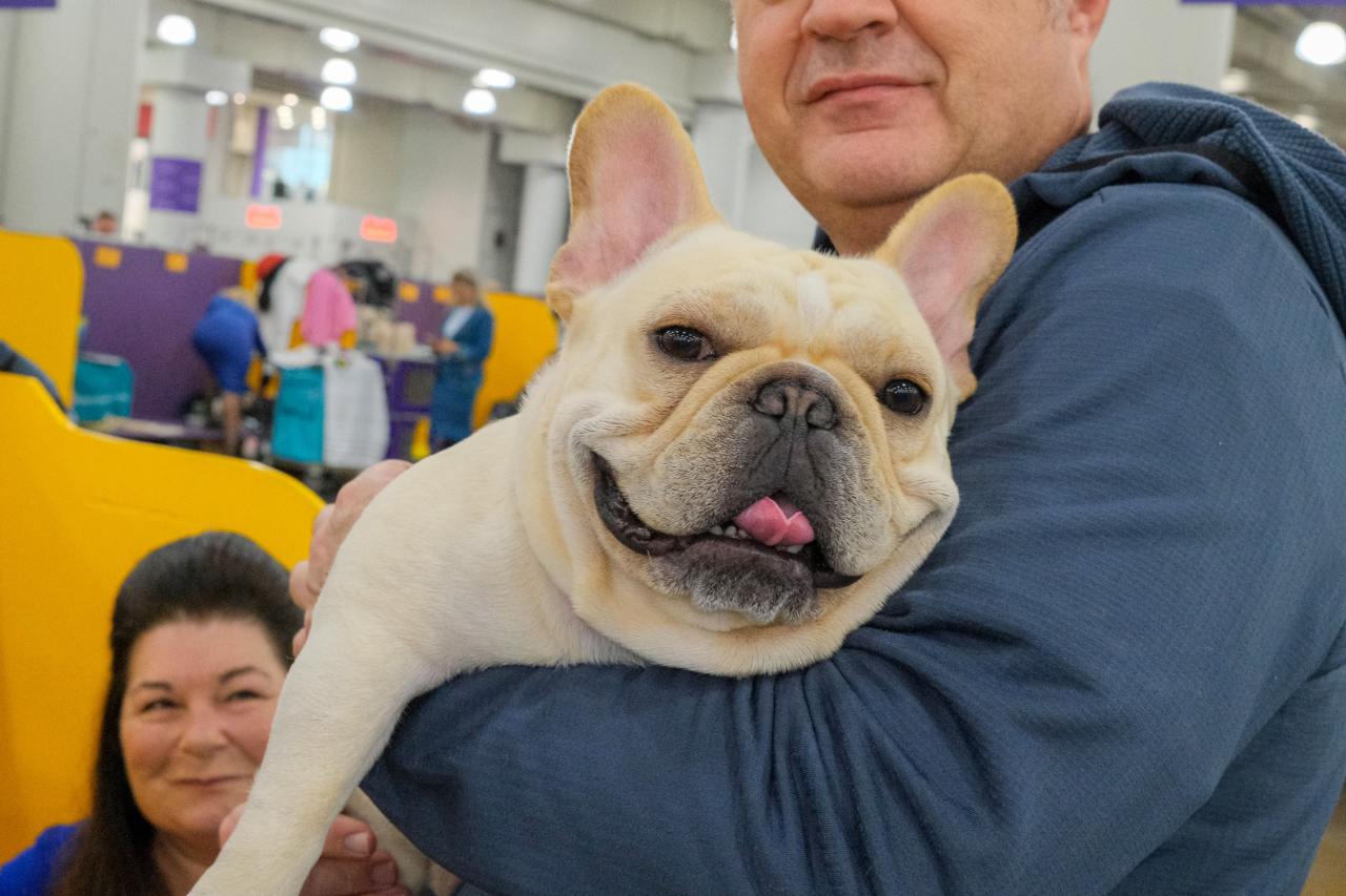 Why Are We So Obsessed With Ugly Dogs?