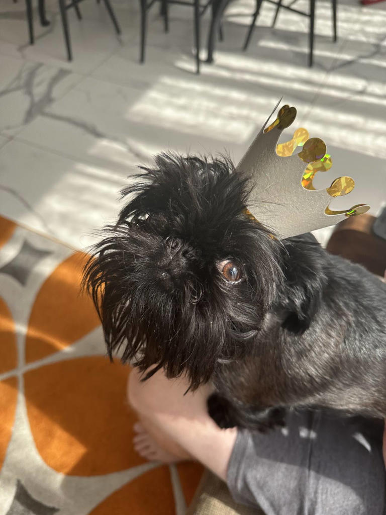 Why Are We So Obsessed With Ugly Dogs?