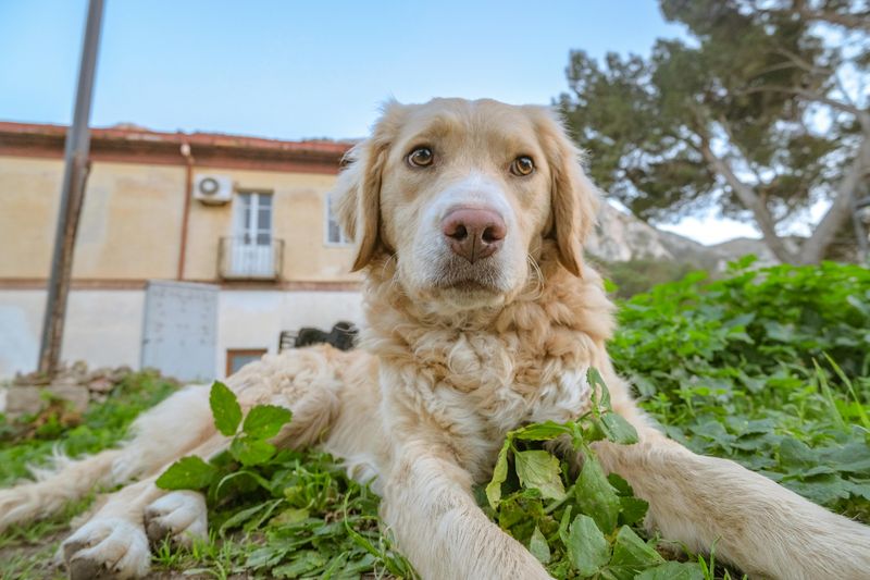 8 Of The Best Dog Breeds For Single Women That Are Loyal And Loving
