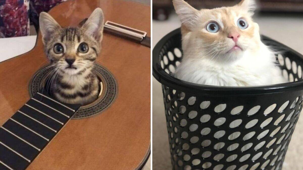 25+ Cats who are determined to sit where they aren't wanted