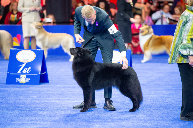 Dog from North Carolina wins 'best in show' at Westminster | Here's what her owner shared