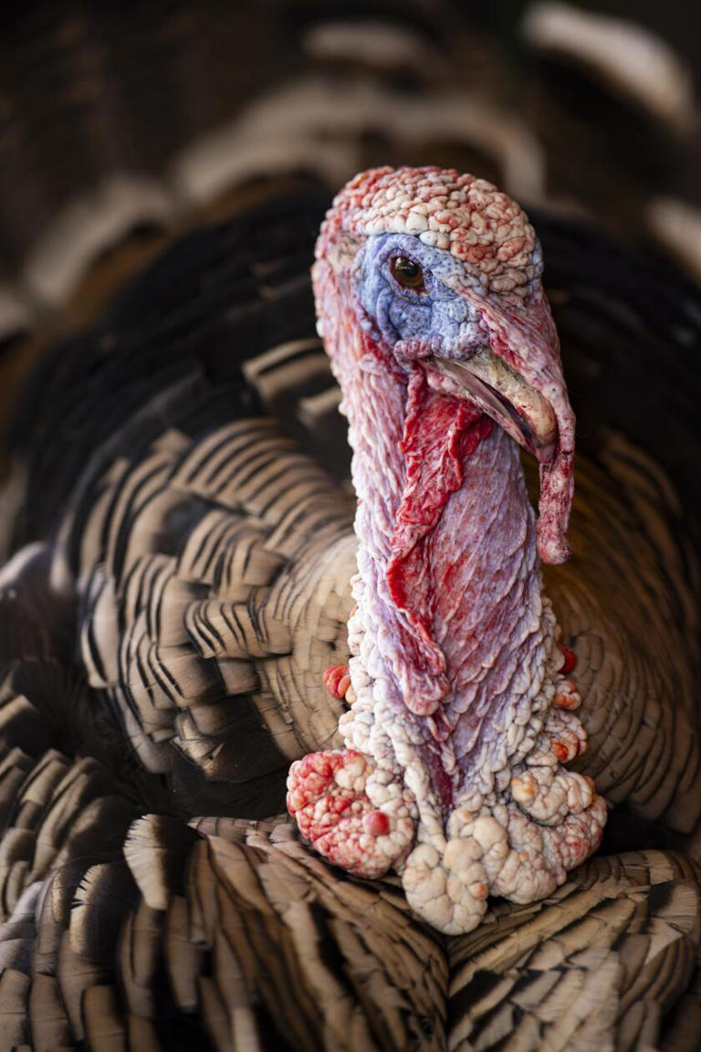 Photos: Where the Thanksgiving turkeys are in charge