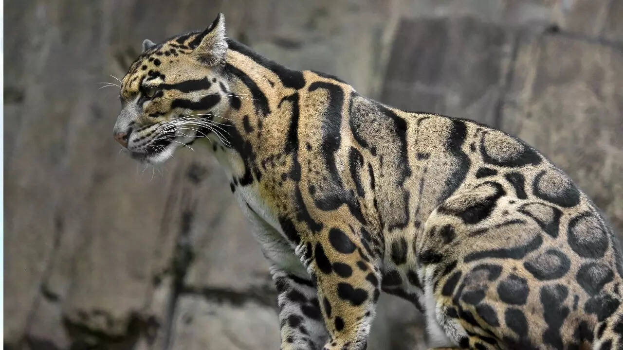 5 lethal killer animals that are an example of predators behind beauty