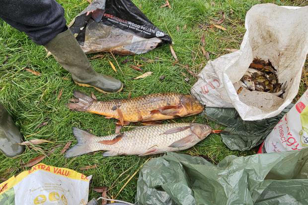 More fish found dead as 'traumatic' pond incident continues