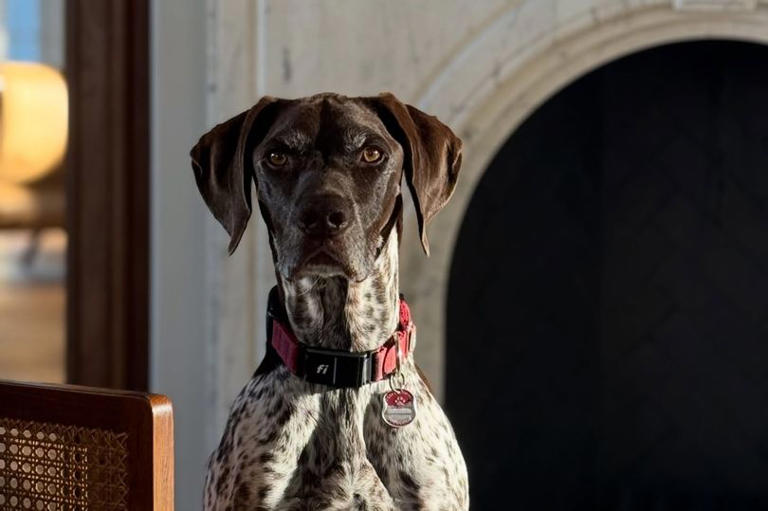 David Muir shares special Thanksgiving message with fans as he remains ...