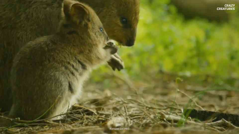 The tiny creatures whose early days are filled with pure innocence