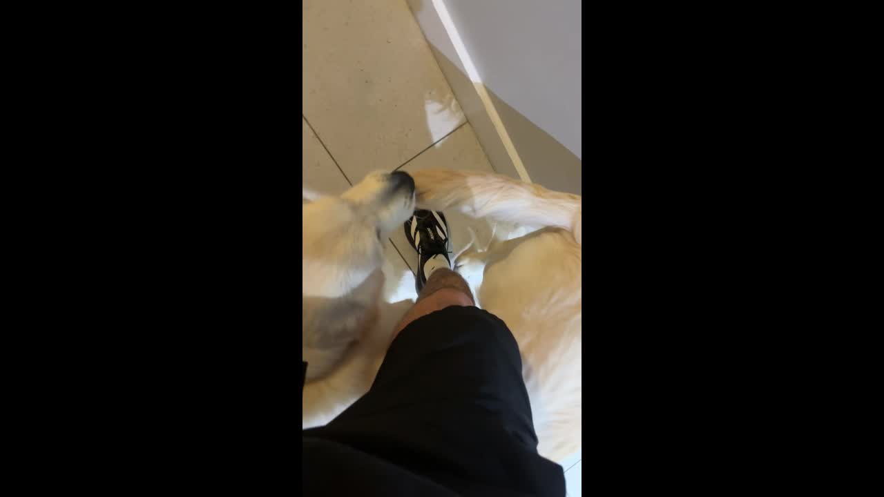 Dog drags owner while chasing tail in Newcastle, UK