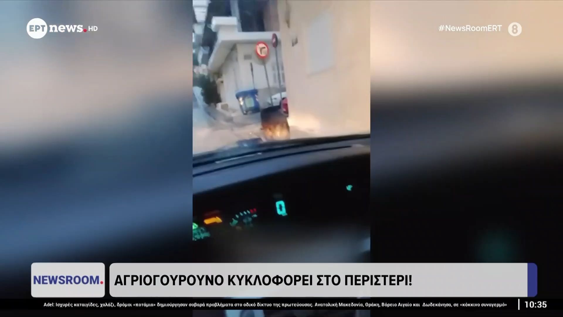Αγριογούρουνο κυκλοφορεί στο Περιστέρι