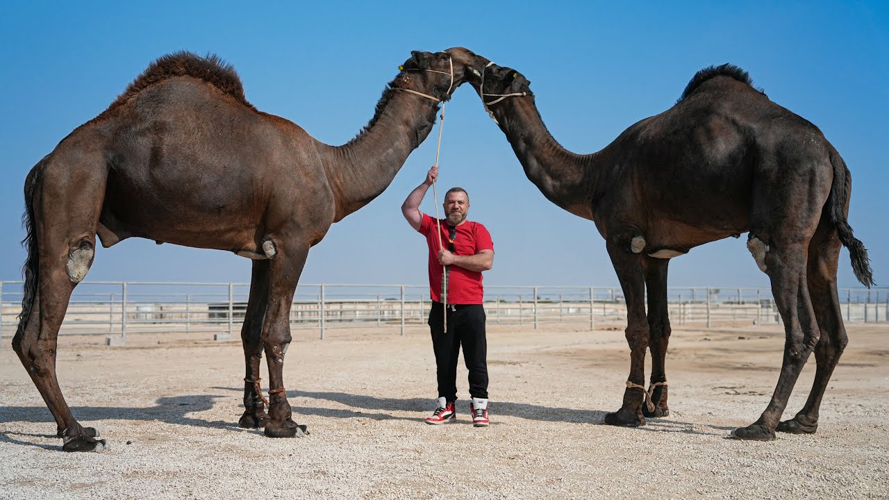 Whole Camel Roasted in the Heart of the Desert