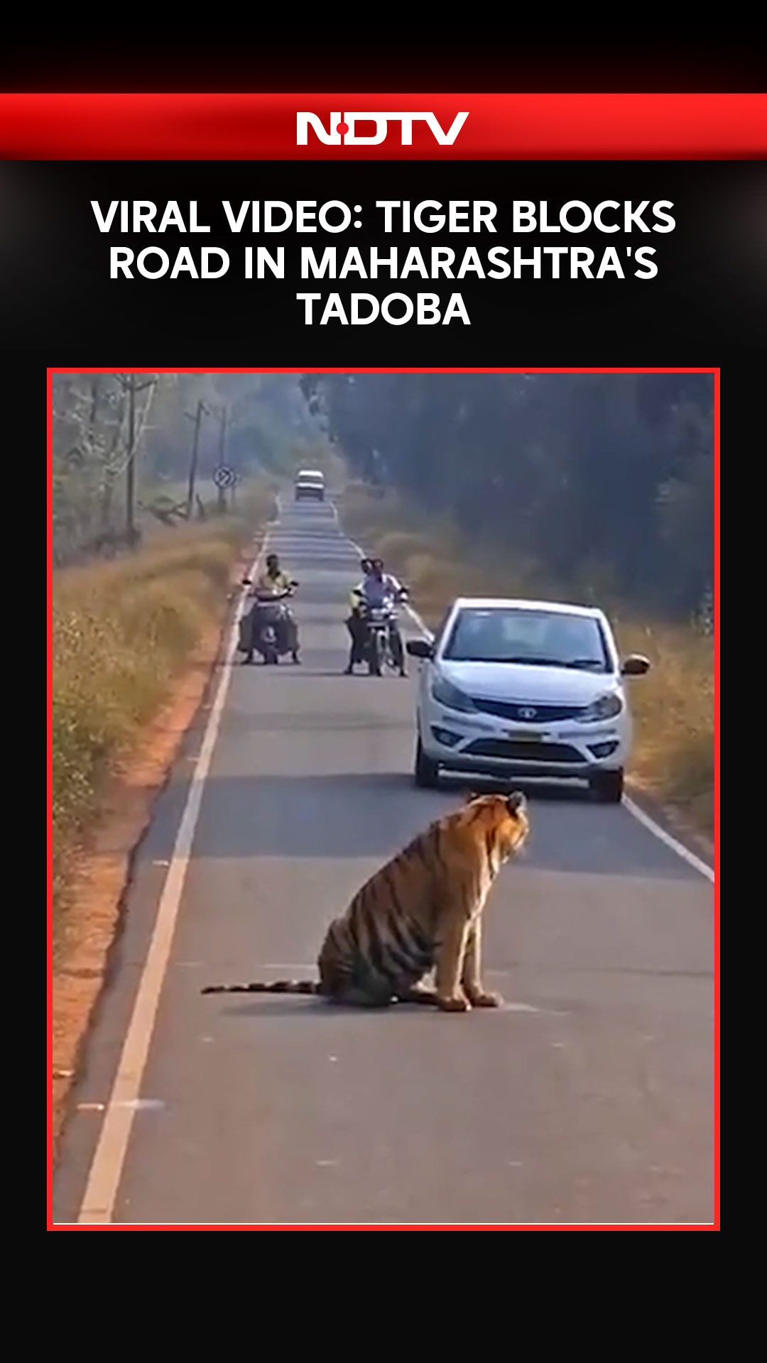 Viral Video: Tiger Blocks Road In Maharashtra's Tadoba, Halts Traffic ...