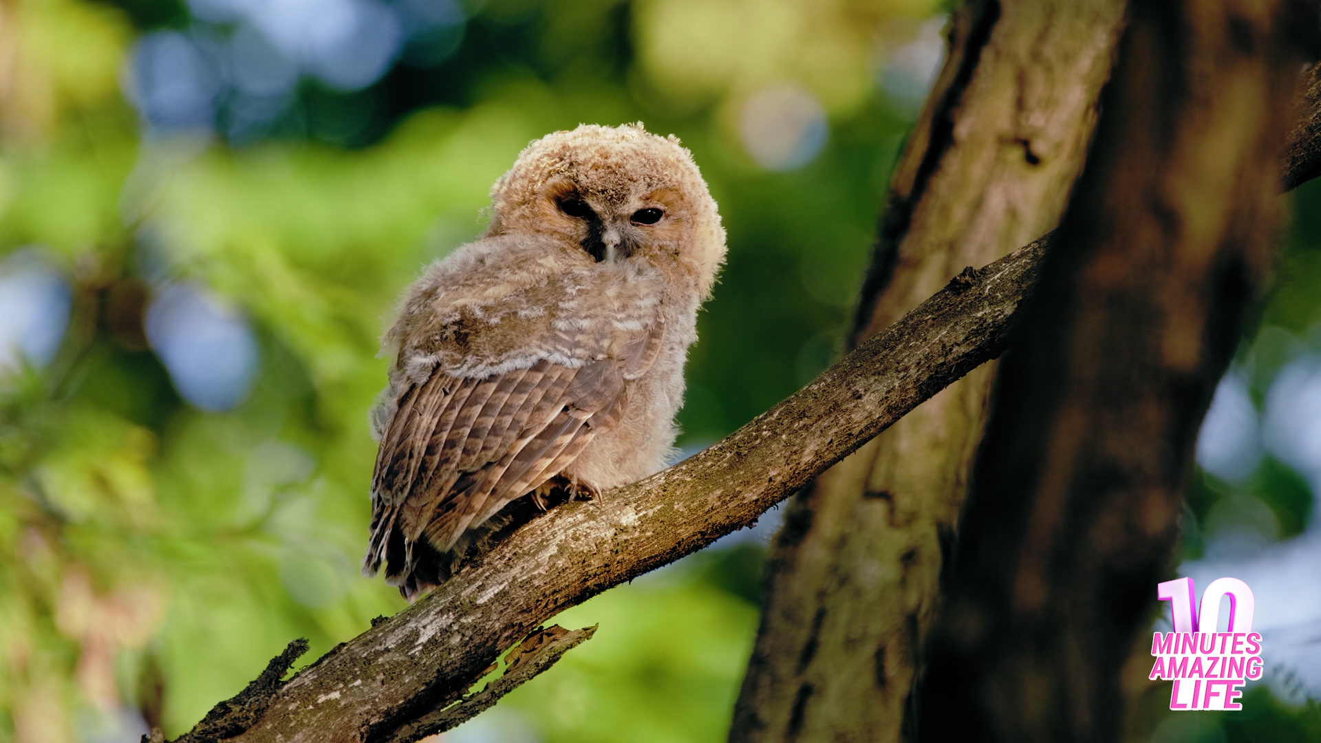 Een Stille Uil in het Bos