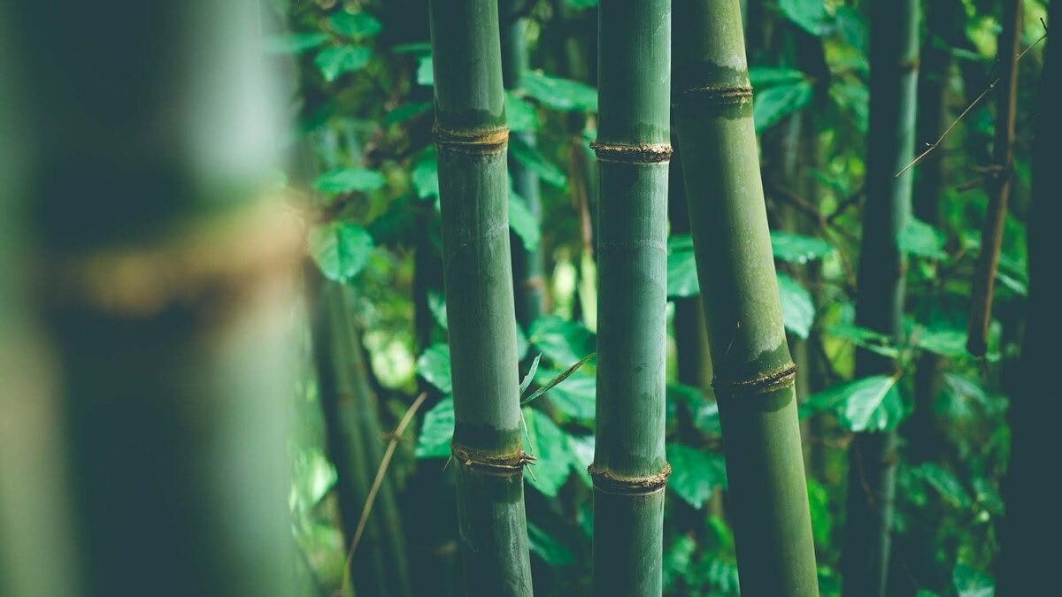 3,700-Year-Old Bamboo discovered in Manipur may reveal India's Ice-Age ...