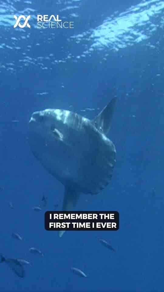 Why the Ocean Sunfish Might Be the Worst Creature on Earth