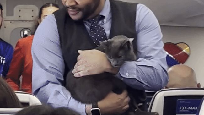 Runaway Kitty Charms Passengers on Thanksgiving Flight