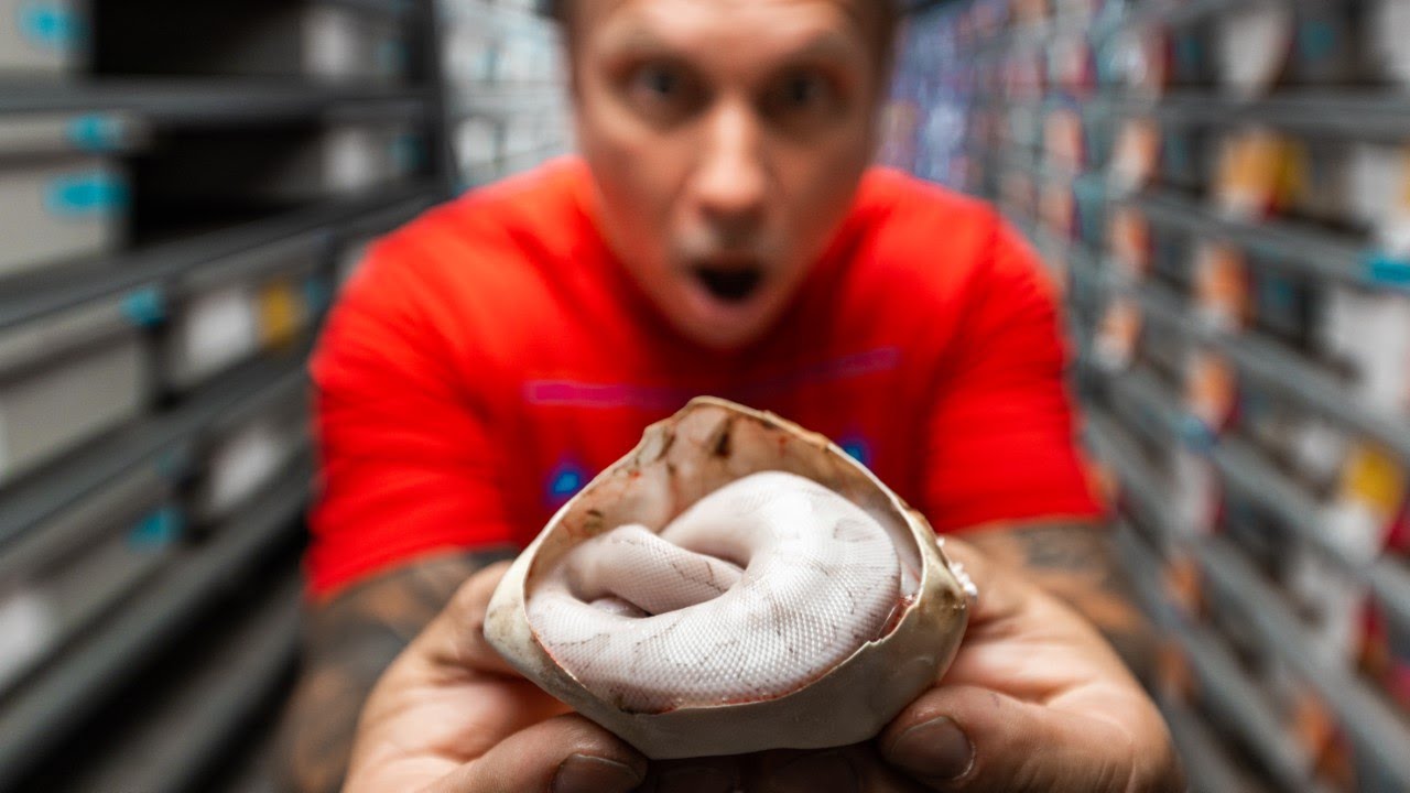 Ball Pythons Make History: Witness the World’s First Snake Hatching!