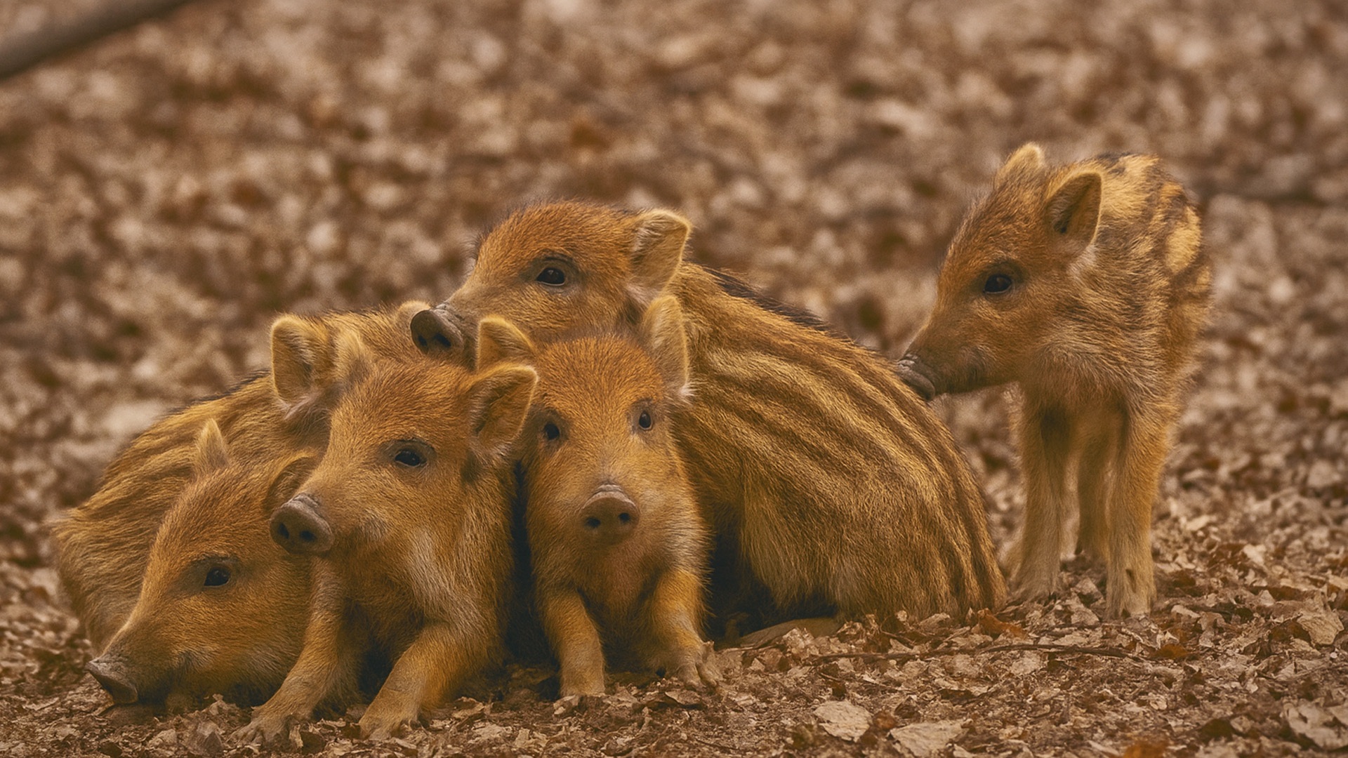 Petits marcassins dans leur habitat forestier