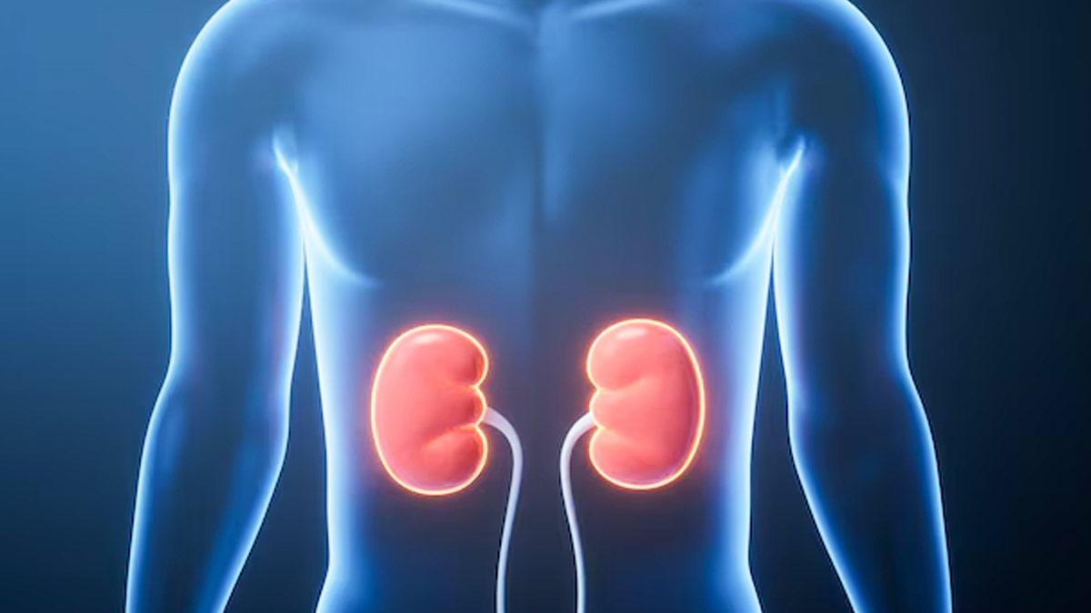 Scientists Have Found A Way To Reverse Kidney Damage – Expert Decodes ...
