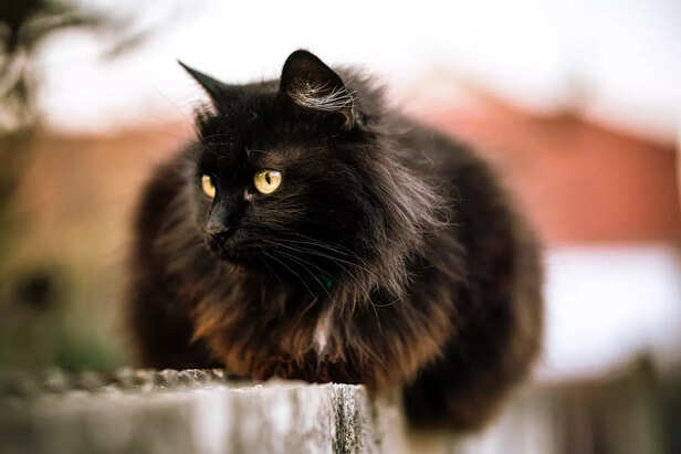 4 Common Indian Superstitions and Why They Were Prevalent