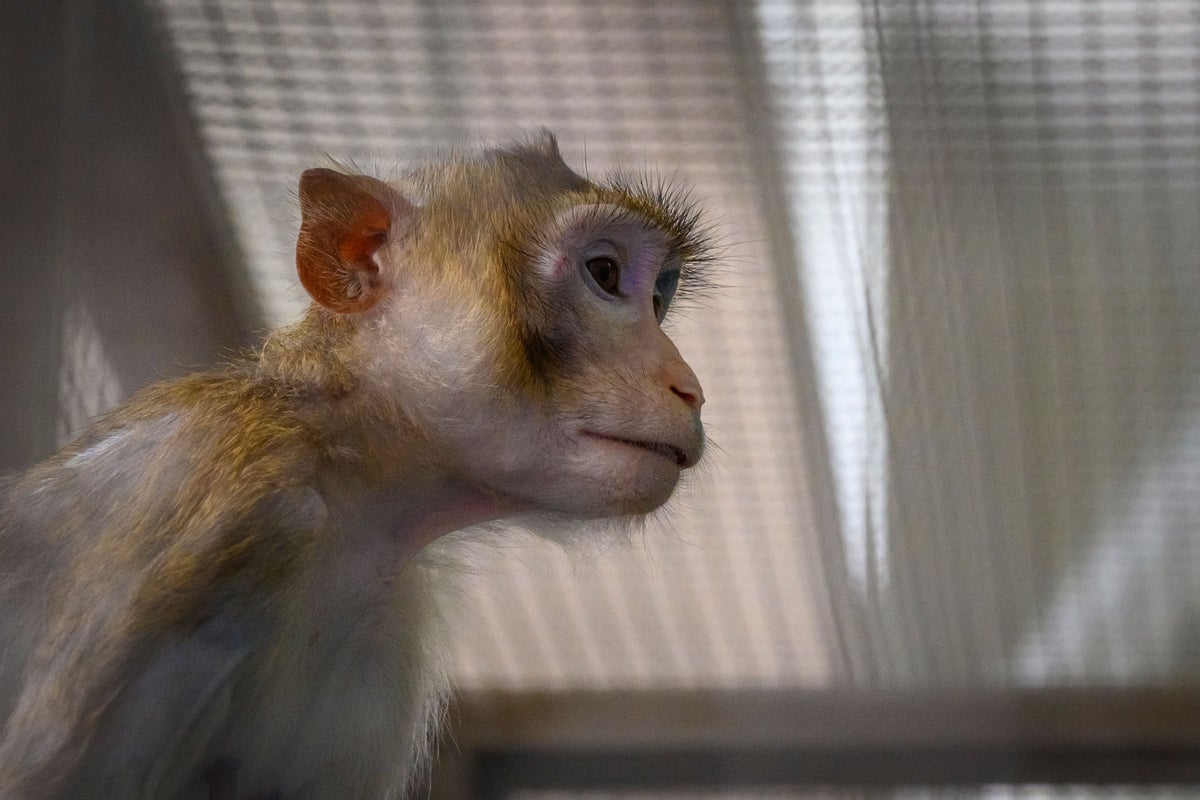 Animal welfare groups hail CDC move to phase out all monkey research