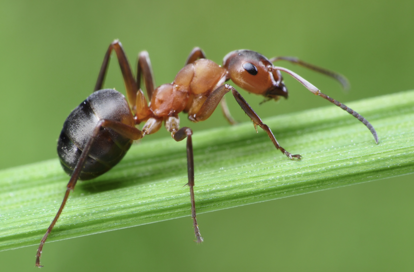 The effects of gravity on a falling ant