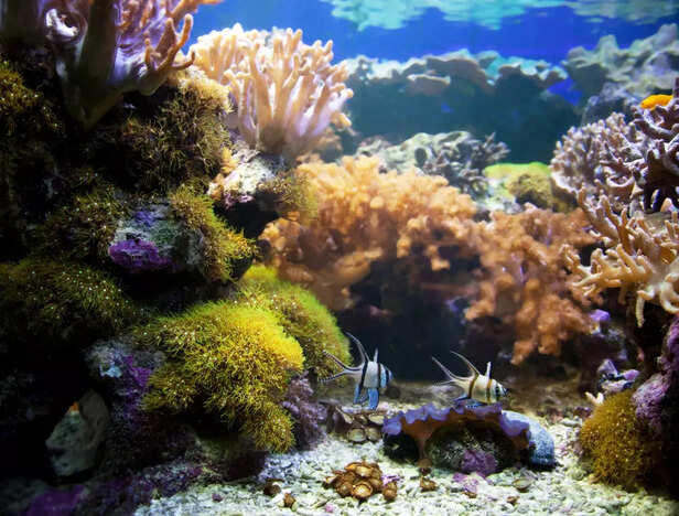 How to Make Fish Happy in a Tank