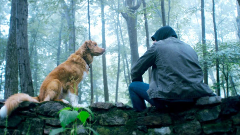 Viral good boy canine star Indy wins award for stunning horror performance
