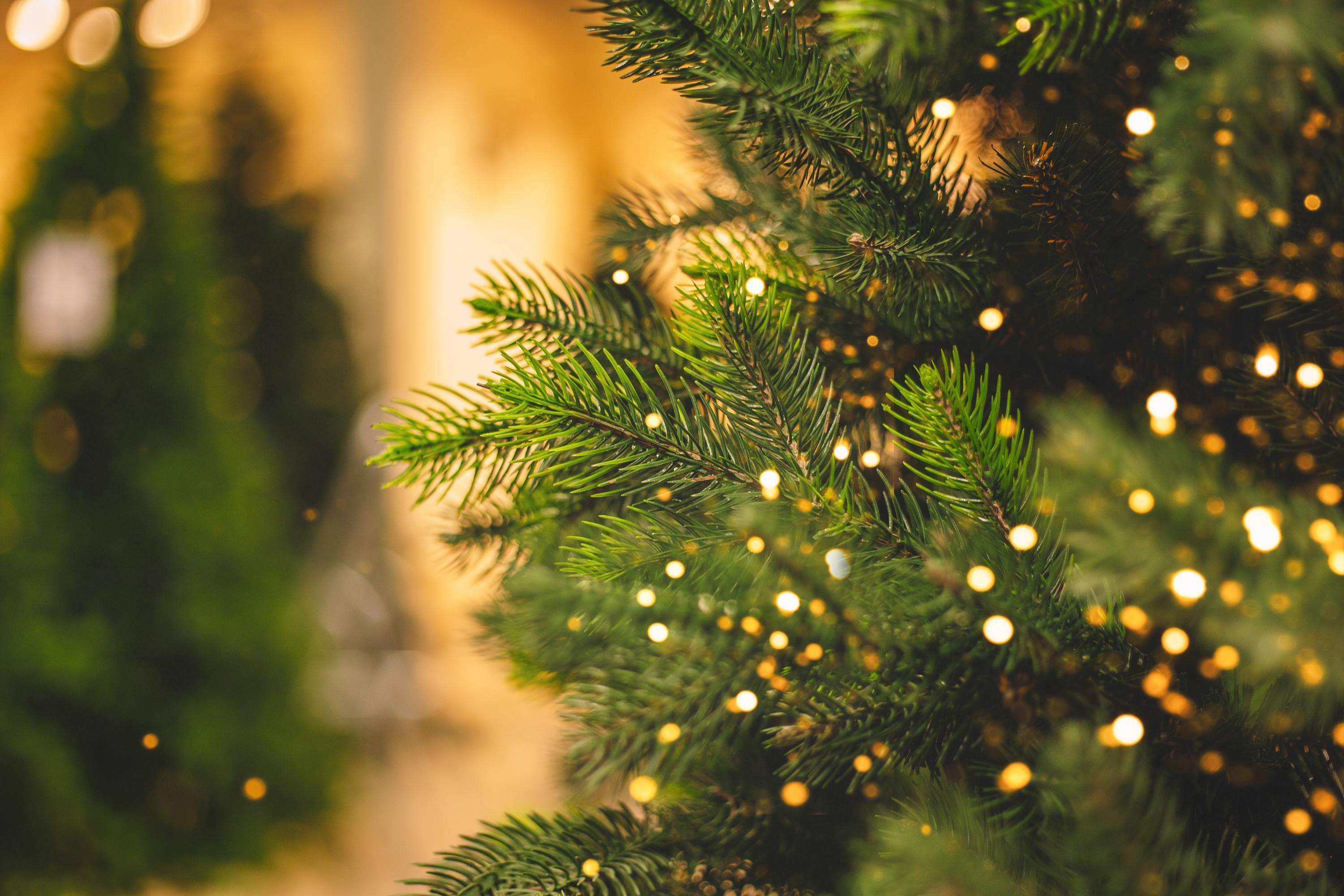 Le guide ultime pour bien choisir son sapin de Noël