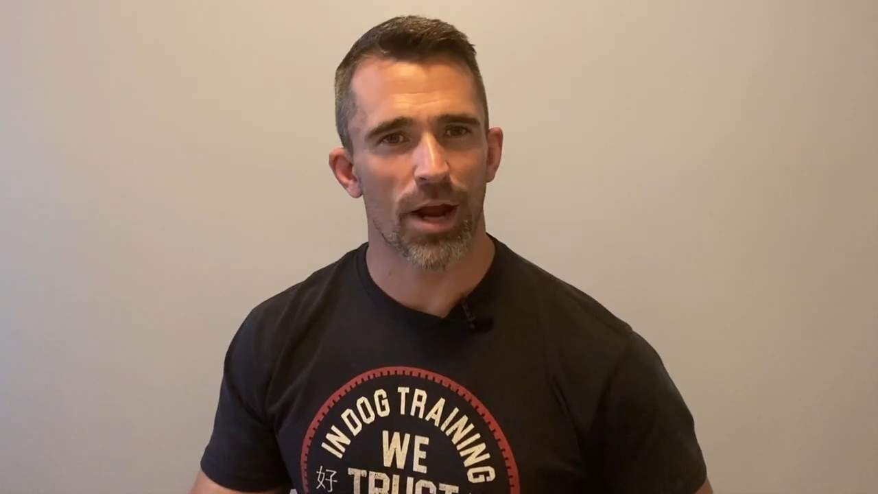Tom Rose reveals the training methods that transform everyday dog behavior