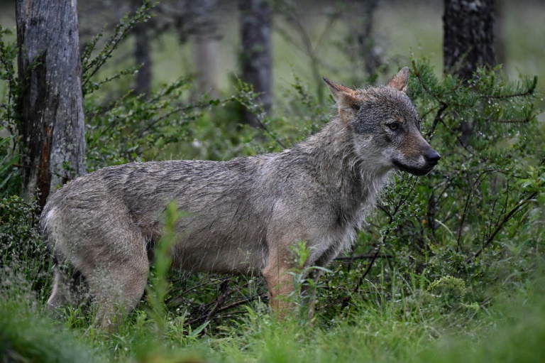Le nombre de loups en France relativement stable en 2025, estimé à 1.082