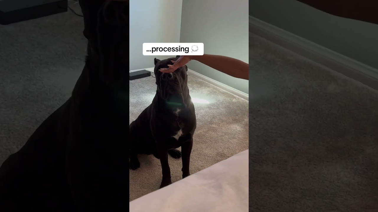 Dog does what dog wants ignoring all rules