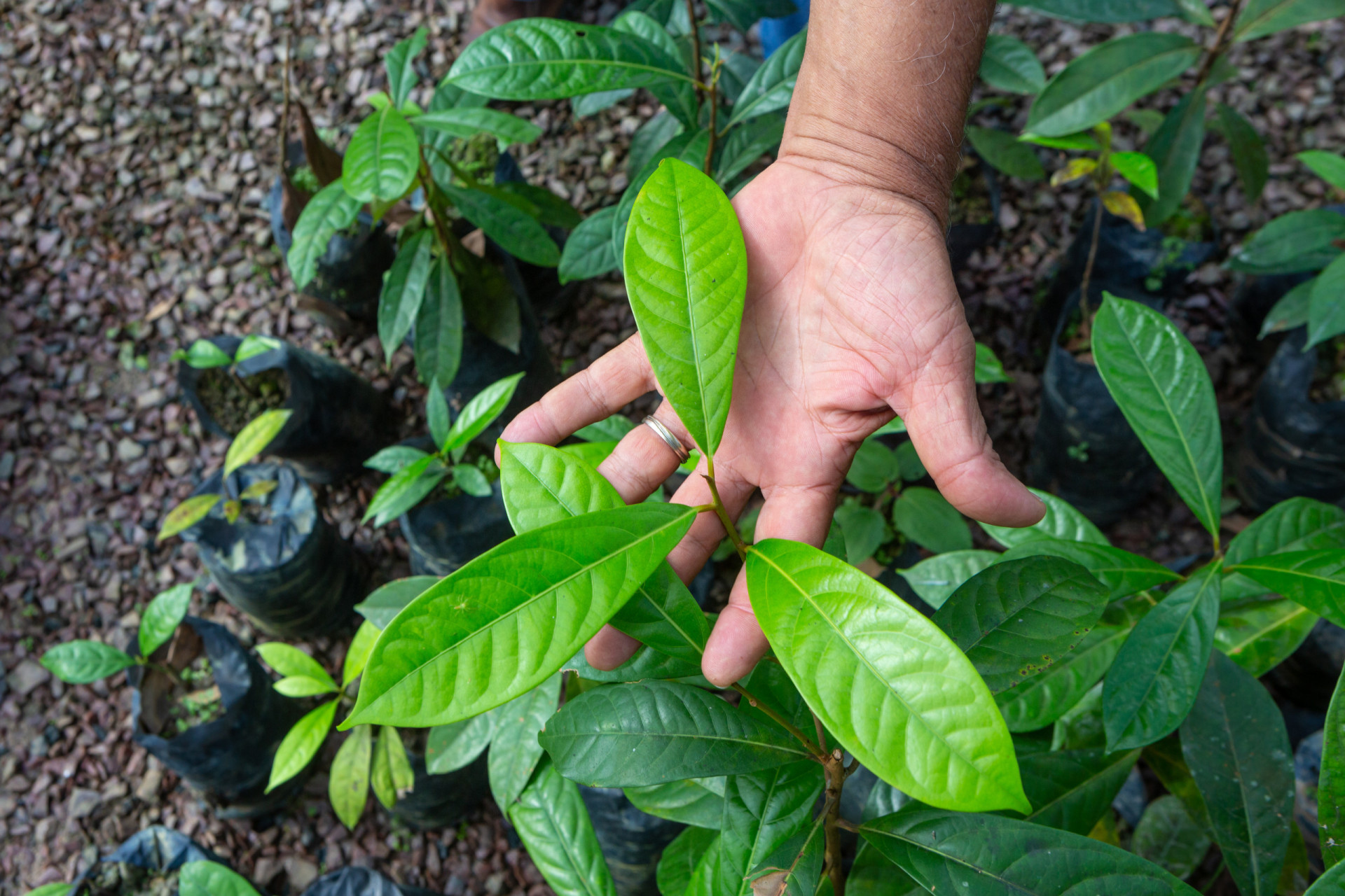 What is the bioeconomy, and why does it matter to sustainability?