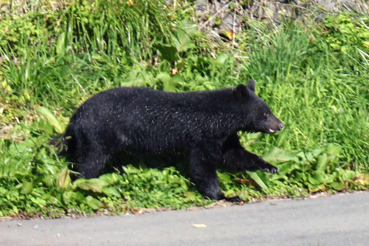 Bear Mauls Security Guard at Train Station Restroom in Japan amid ...