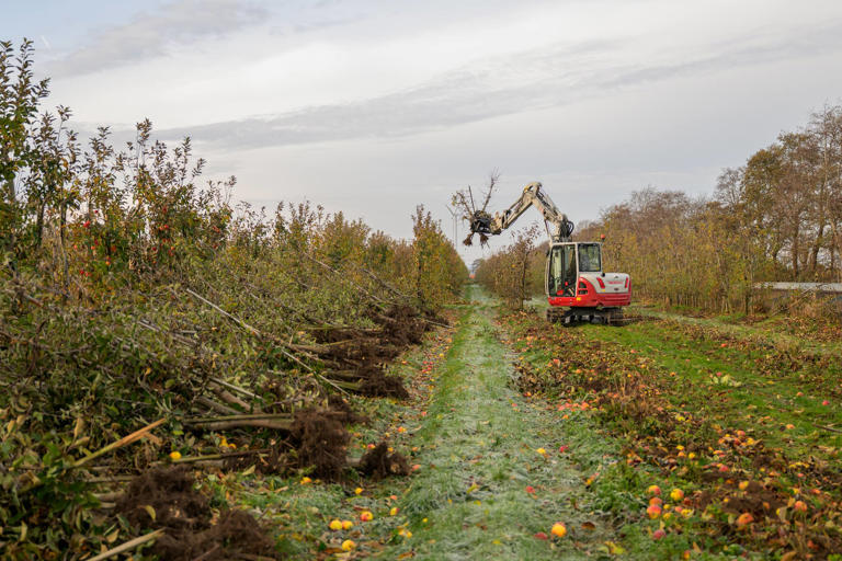 Bagger räumt 22.000 Apfelbäume ab – weil die Uni Hannover einen Solarpark plant