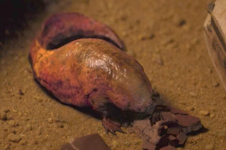 Stranger Things 'Demogorgon': Every Stage of The Series' Monster Explained