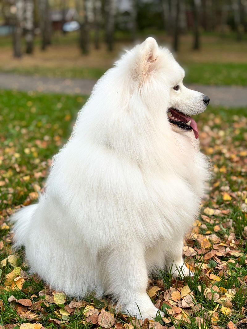 16 Sweet-Natured Dog Breeds That Show Love to Everyone They Meet