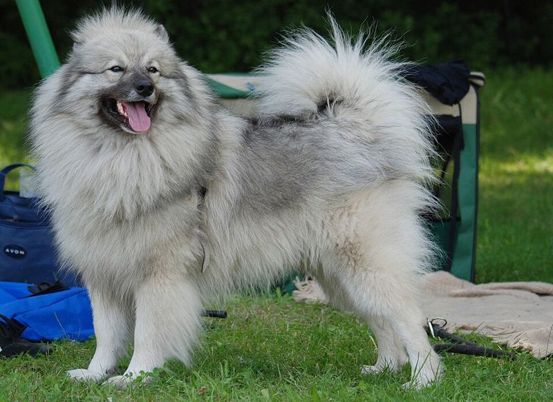 16 Sweet-Natured Dog Breeds That Show Love to Everyone They Meet