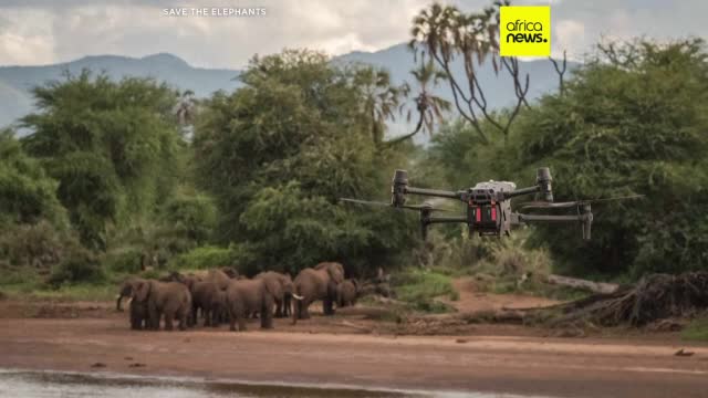 Elephants' calm response to drones opens new doors for observation - Study