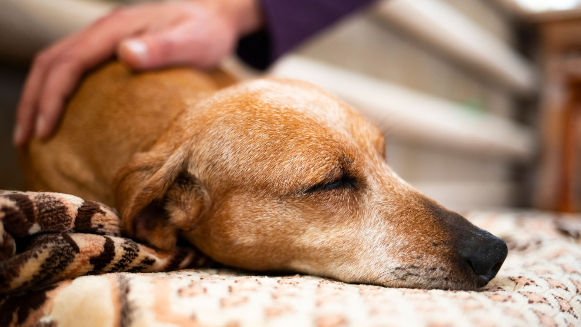 Senior Dogs Face 10 Medical Realities Most Owners Haven’t Heard Of