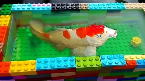 Building a diy Lego fish pond for my new pets