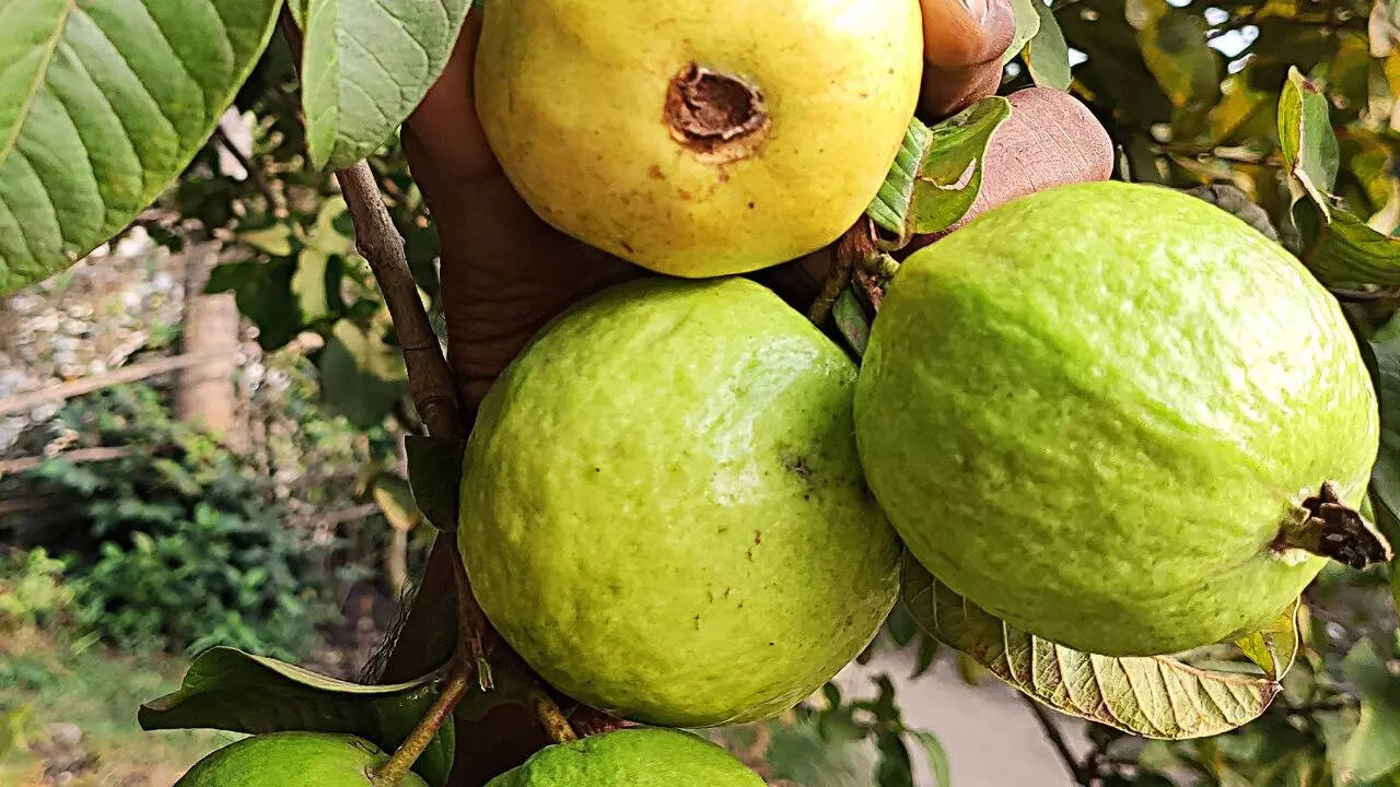 How to grow Guava in a pot on your balcony
